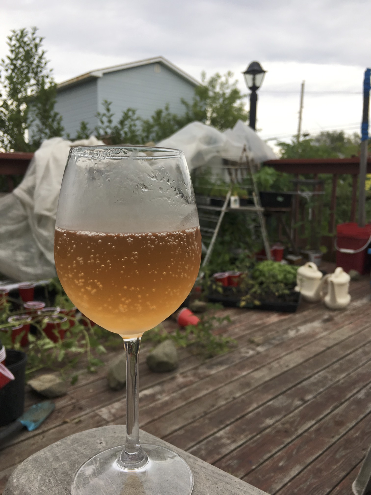 Dandelion Spruce Tip Beer – Wild Town